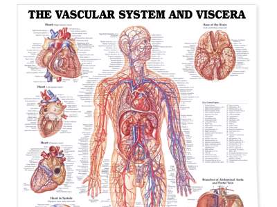 Anatomi plakater - Køb anatomi plakat online hos Procare