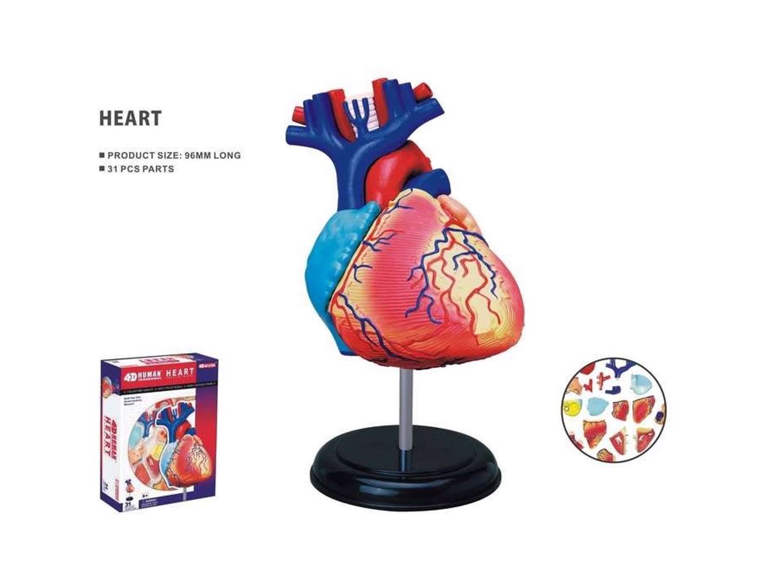 Køb 4D anatomisk hjerte hos Superhelten Legetøj